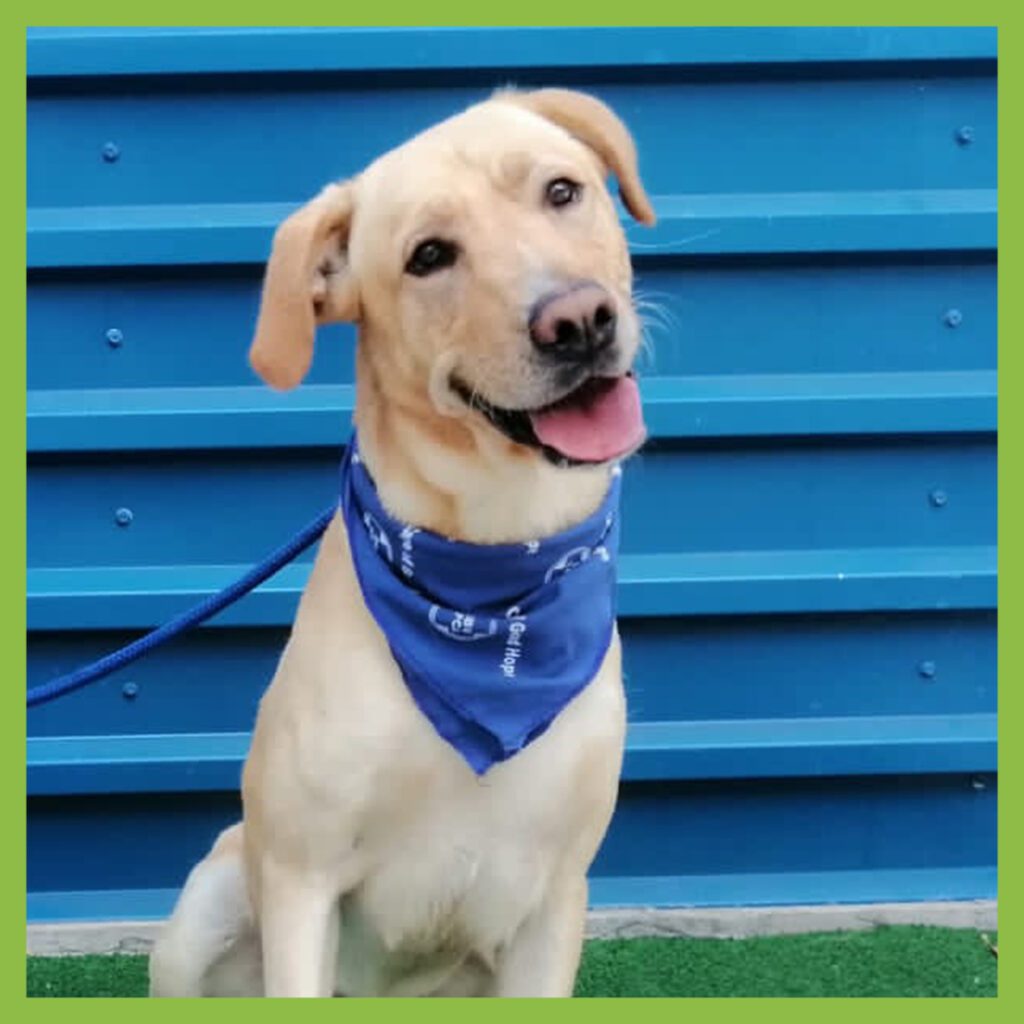 Dogs and Puppies For Adoption • Cape of Good Hope SPCA