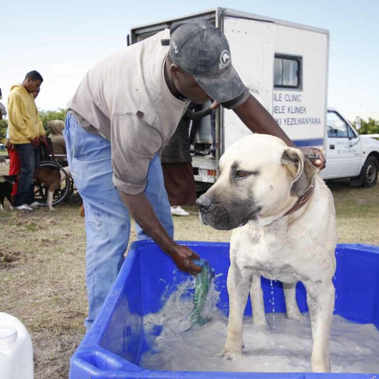 Mobile Clinics • Cape of Good Hope SPCA