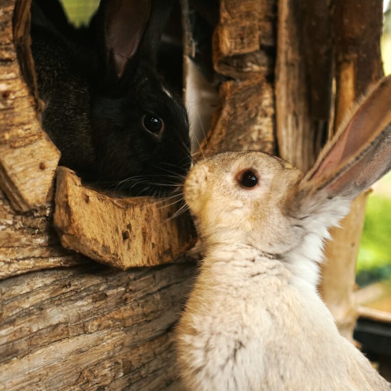 Keeping Rabbits as Pets • Cape of Good Hope SPCA