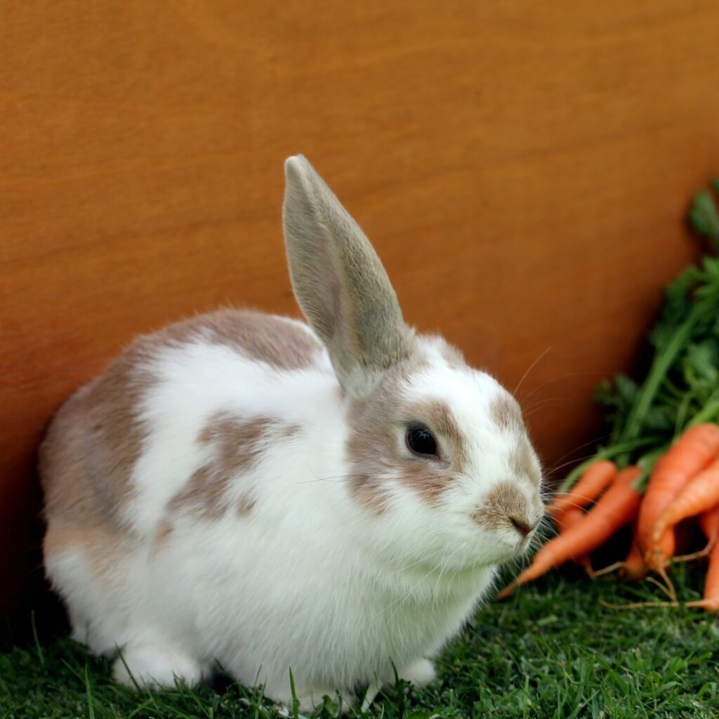 Keeping Rabbits as Pets • Cape of Good Hope SPCA