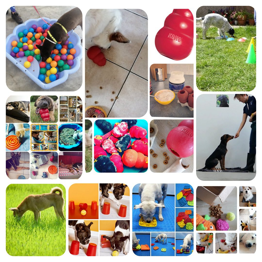 Mental Stimulation Ideas for Dogs • Cape of Good Hope SPCA