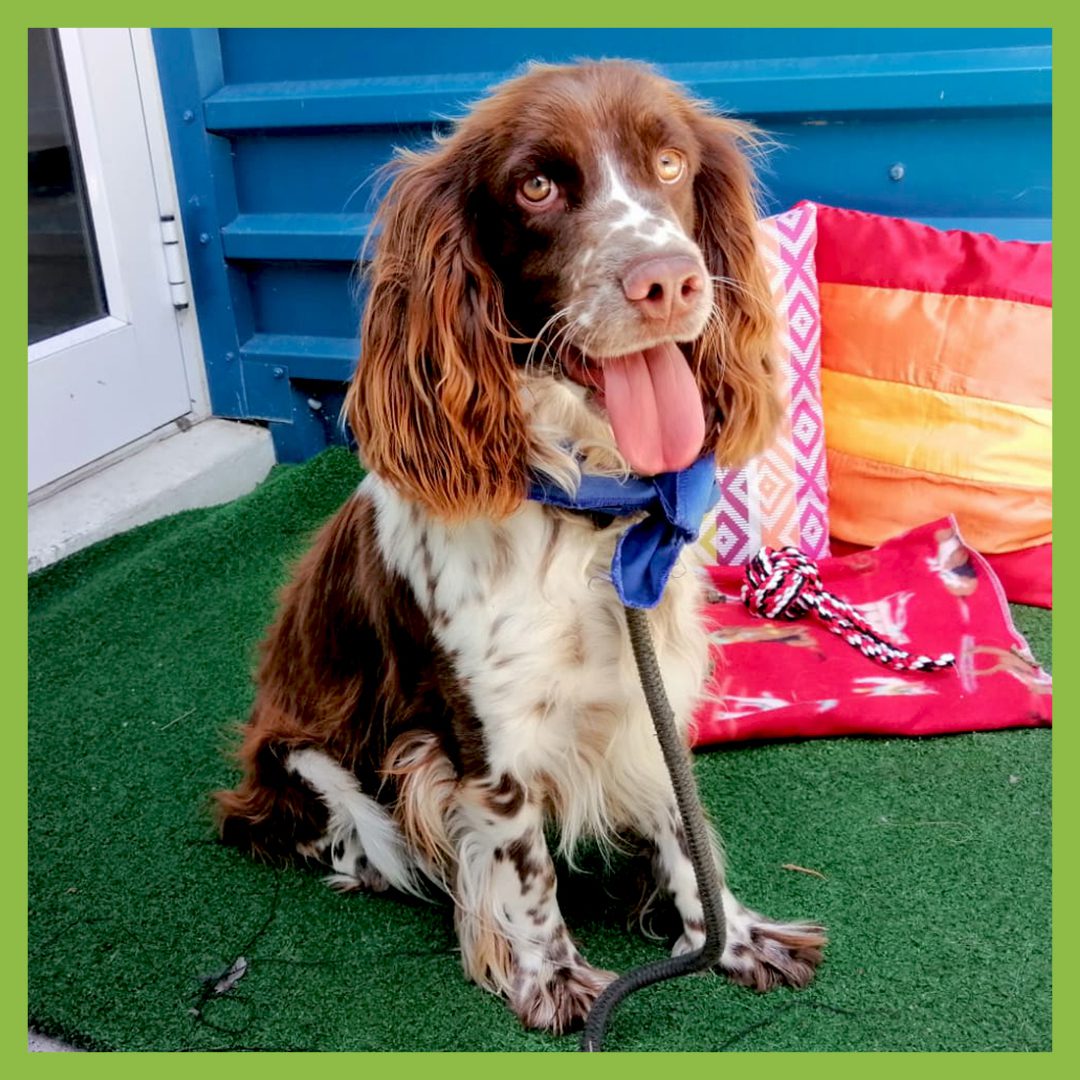 Kenya • Cape of Good Hope SPCA