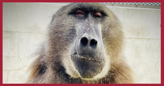 SPCA ‘Sickened’ as Another Baboon is Euthanised • Cape of Good Hope SPCA