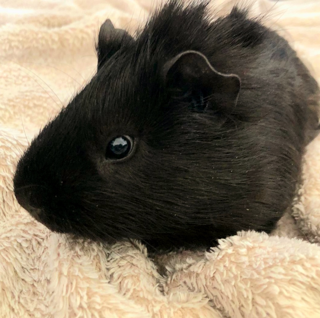 Bobby • Cape of Good Hope SPCA