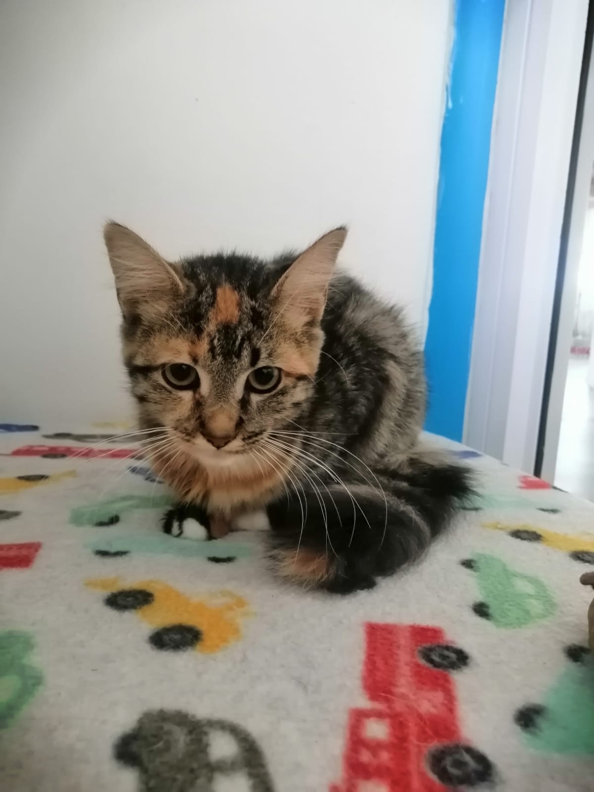 Coco • Cape of Good Hope SPCA