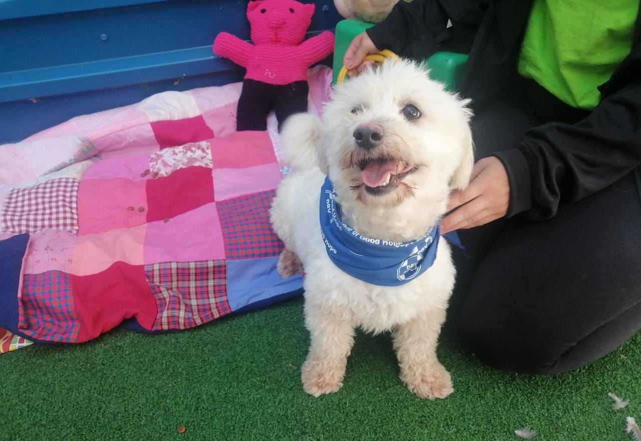 Woofles • Cape of Good Hope SPCA