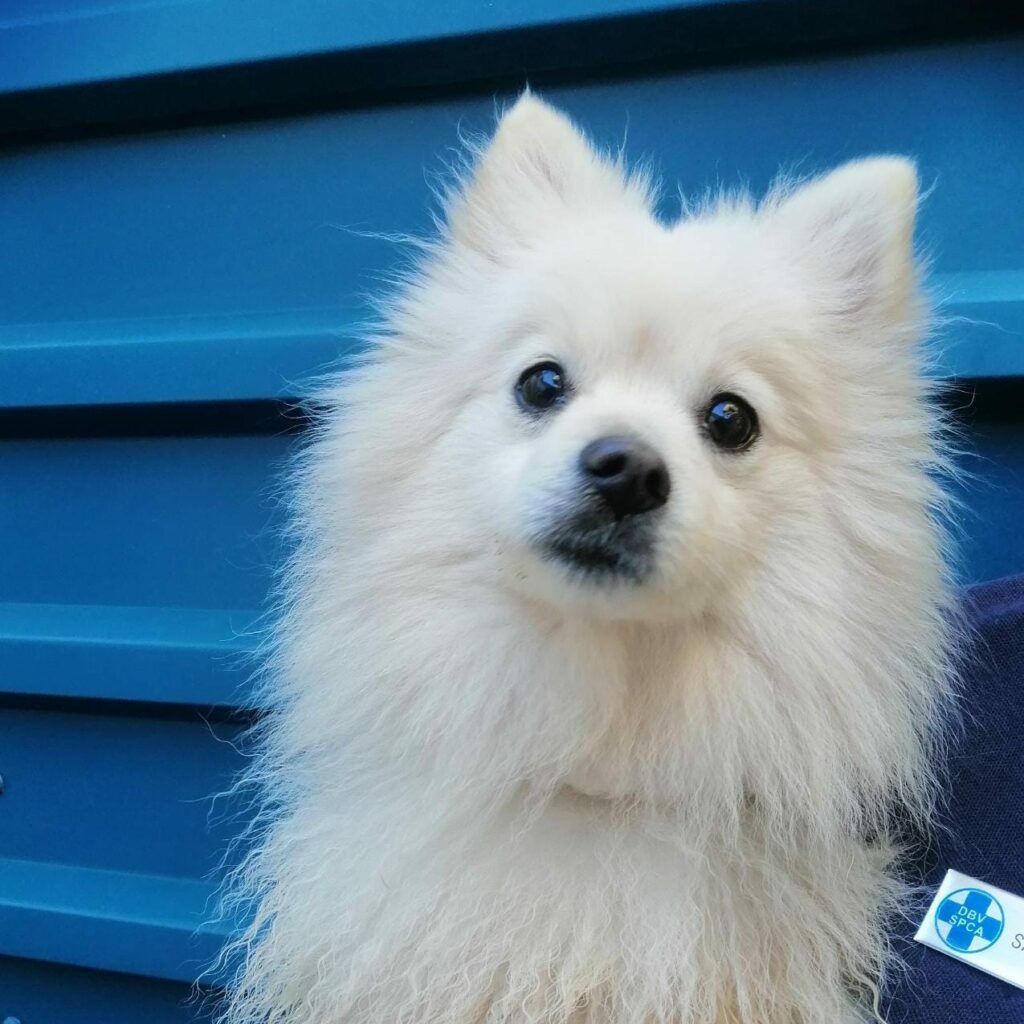 Dogs and Puppies For Adoption • Cape of Good Hope SPCA