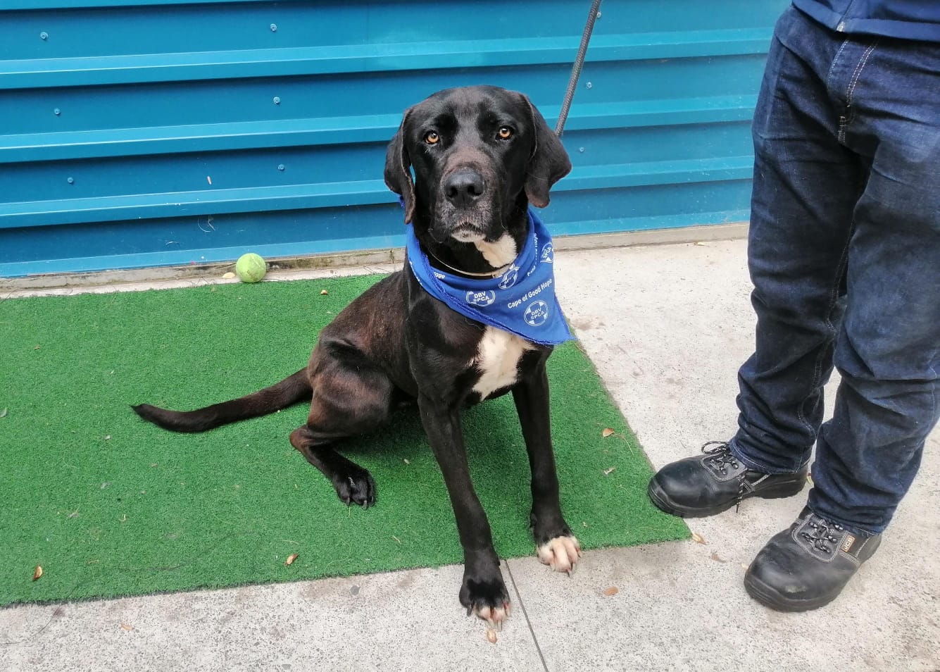 Lady • Cape of Good Hope SPCA