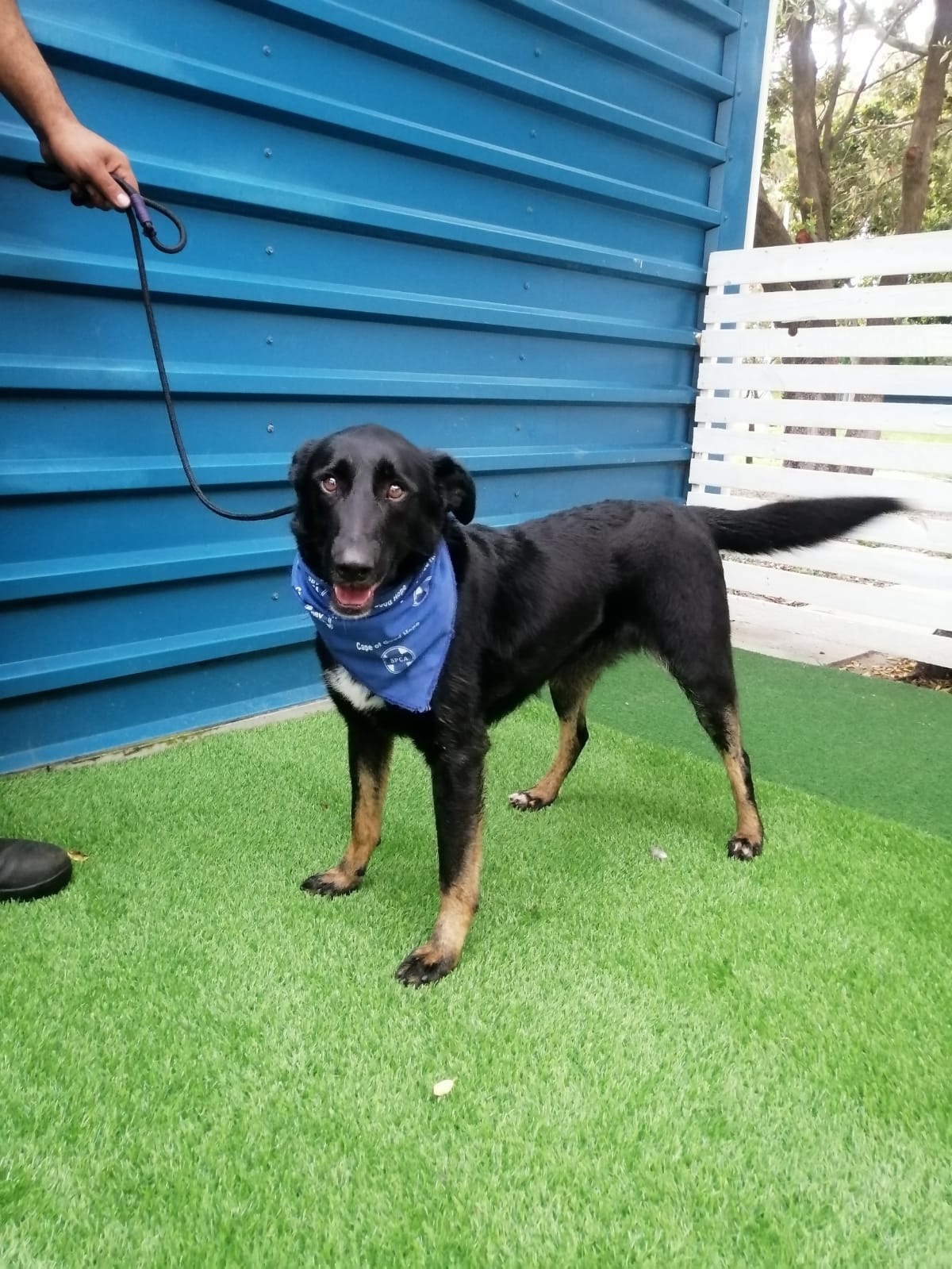 Kwezi • Cape of Good Hope SPCA