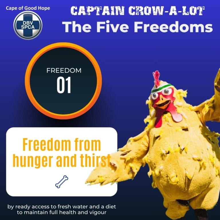 Captain Crow-a-Lot on the First Animal Freedom • Cape of Good Hope SPCA