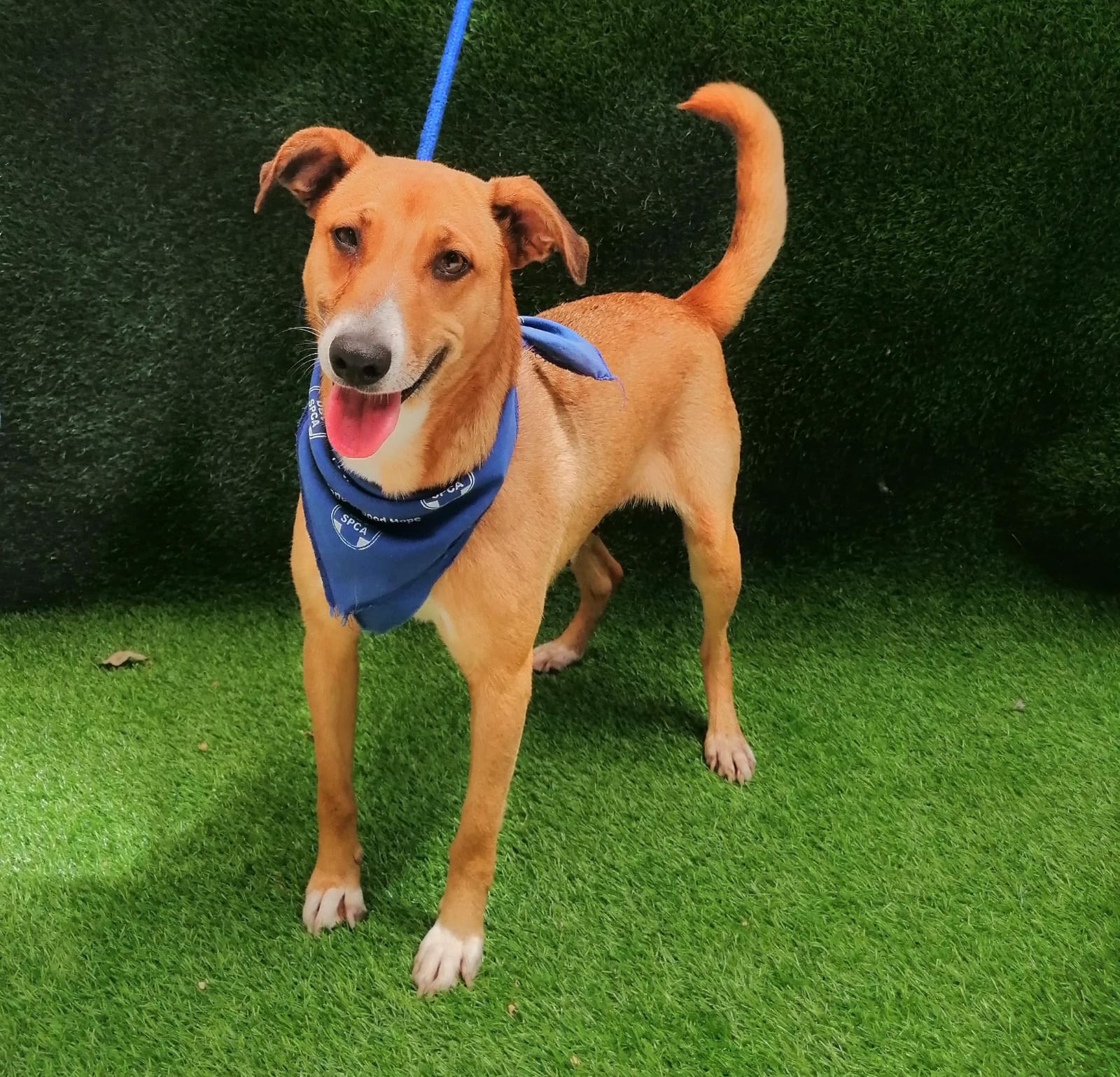 Snoopy • Cape of Good Hope SPCA