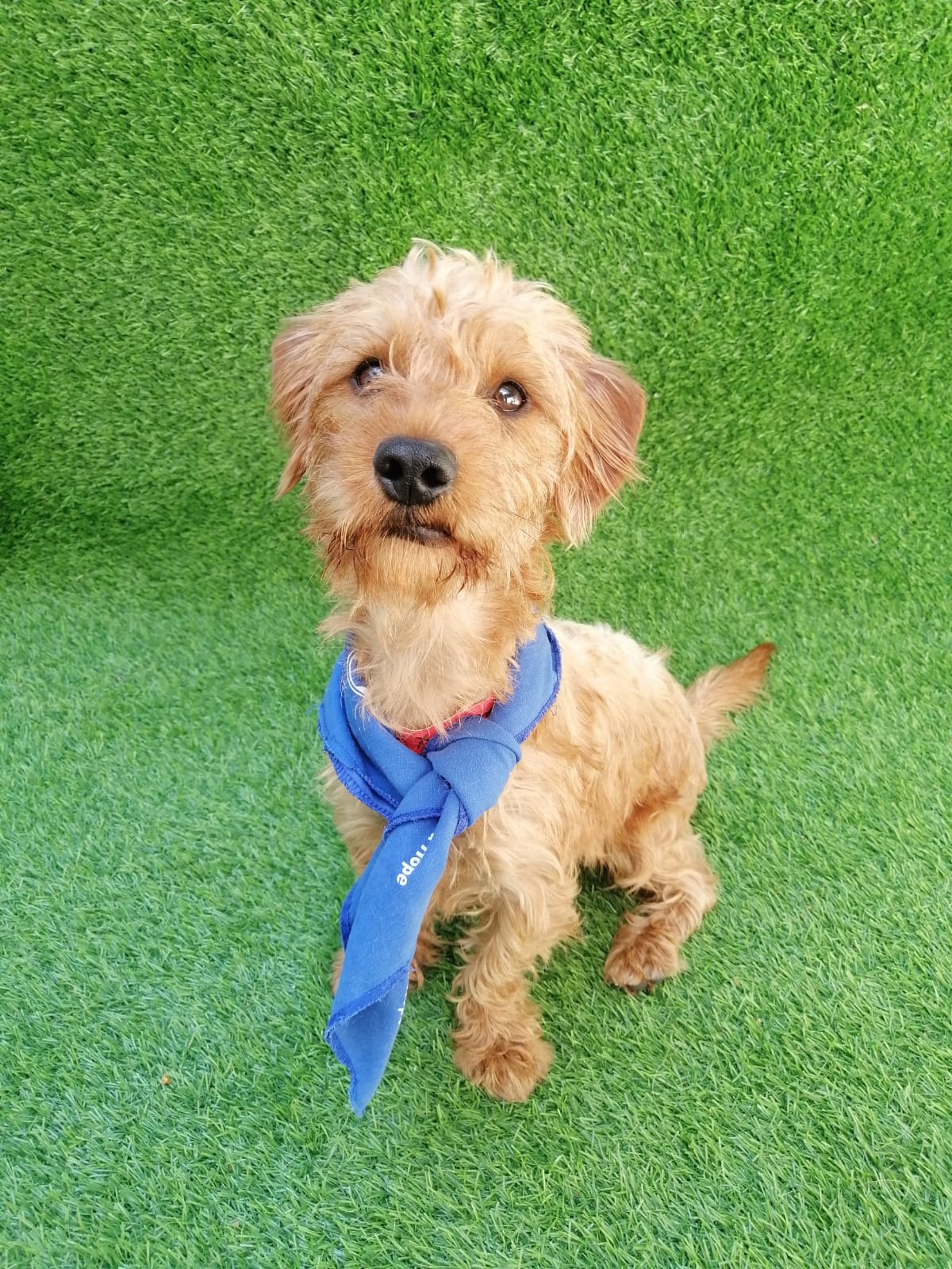 Coco • Cape of Good Hope SPCA