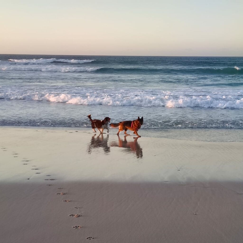 Happy Tails - Two happily re-homed guinea pigs • Cape of Good Hope SPCA