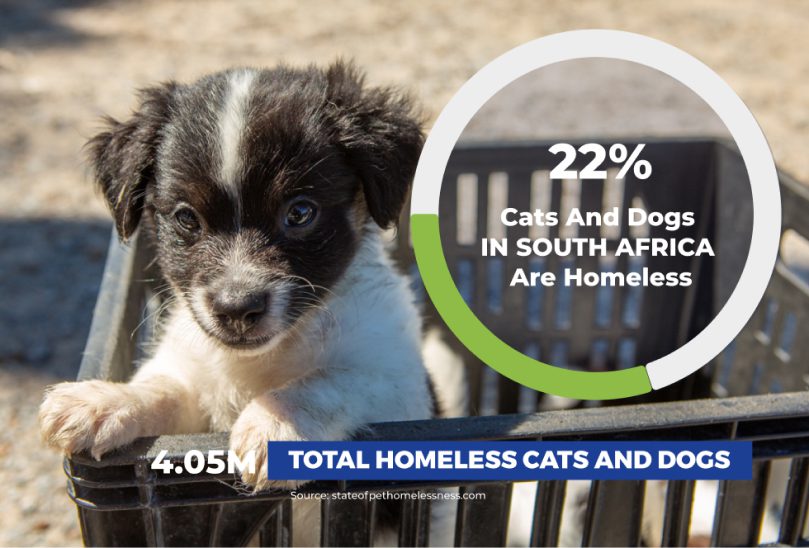 SPCA expresses concern over high volume of surrendered animals • Cape ...