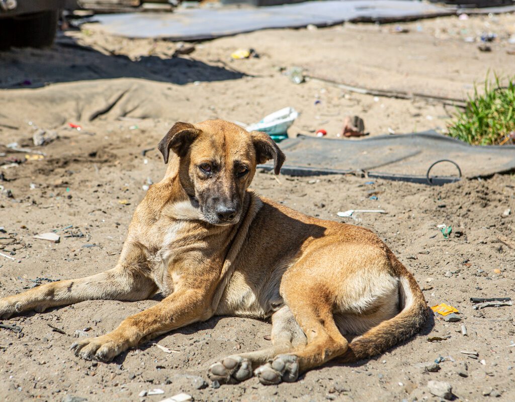 SPCA expresses concern over high volume of surrendered animals • Cape ...