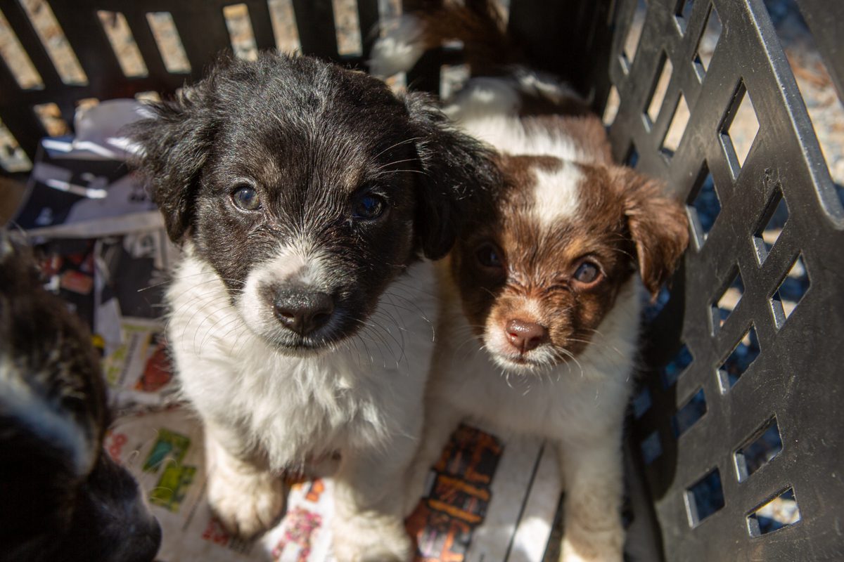 SPCA expresses concern over high volume of surrendered animals • Cape ...