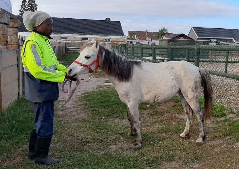 Phoenix • Cape of Good Hope SPCA