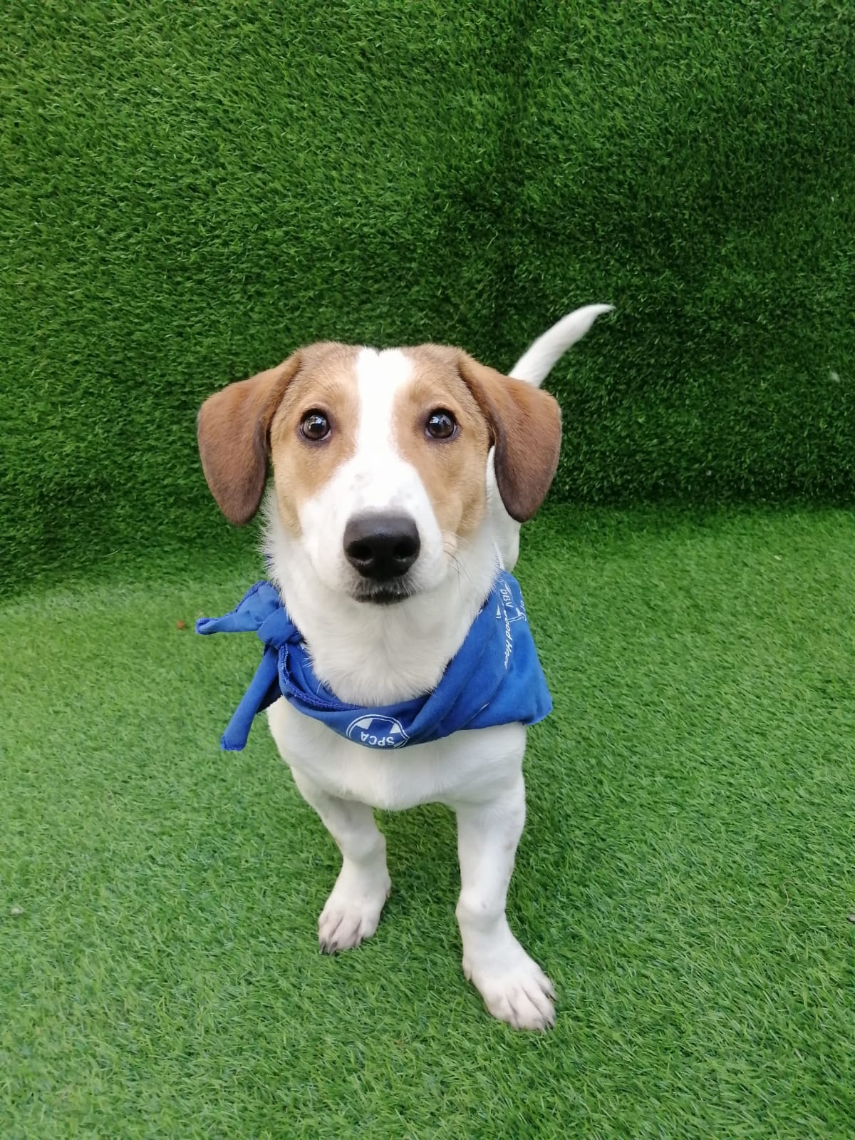 Coco • Cape of Good Hope SPCA