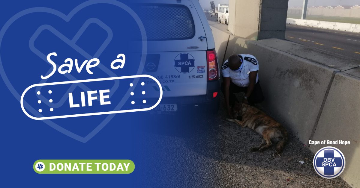 Help Animals Heal • Cape of Good Hope SPCA