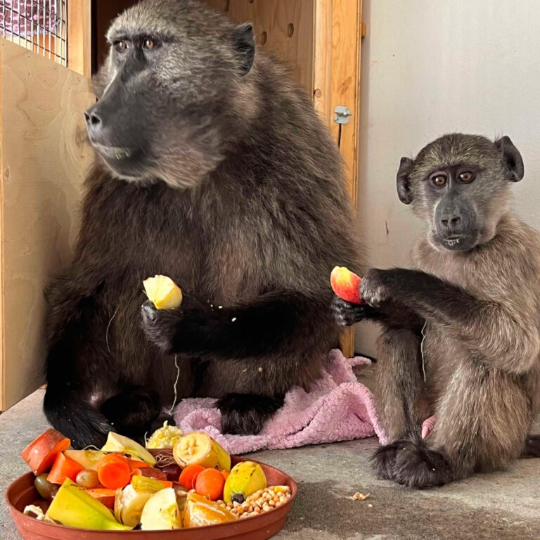 The Devastating Truth About Pellet Guns and Baboons • Cape of Good Hope ...