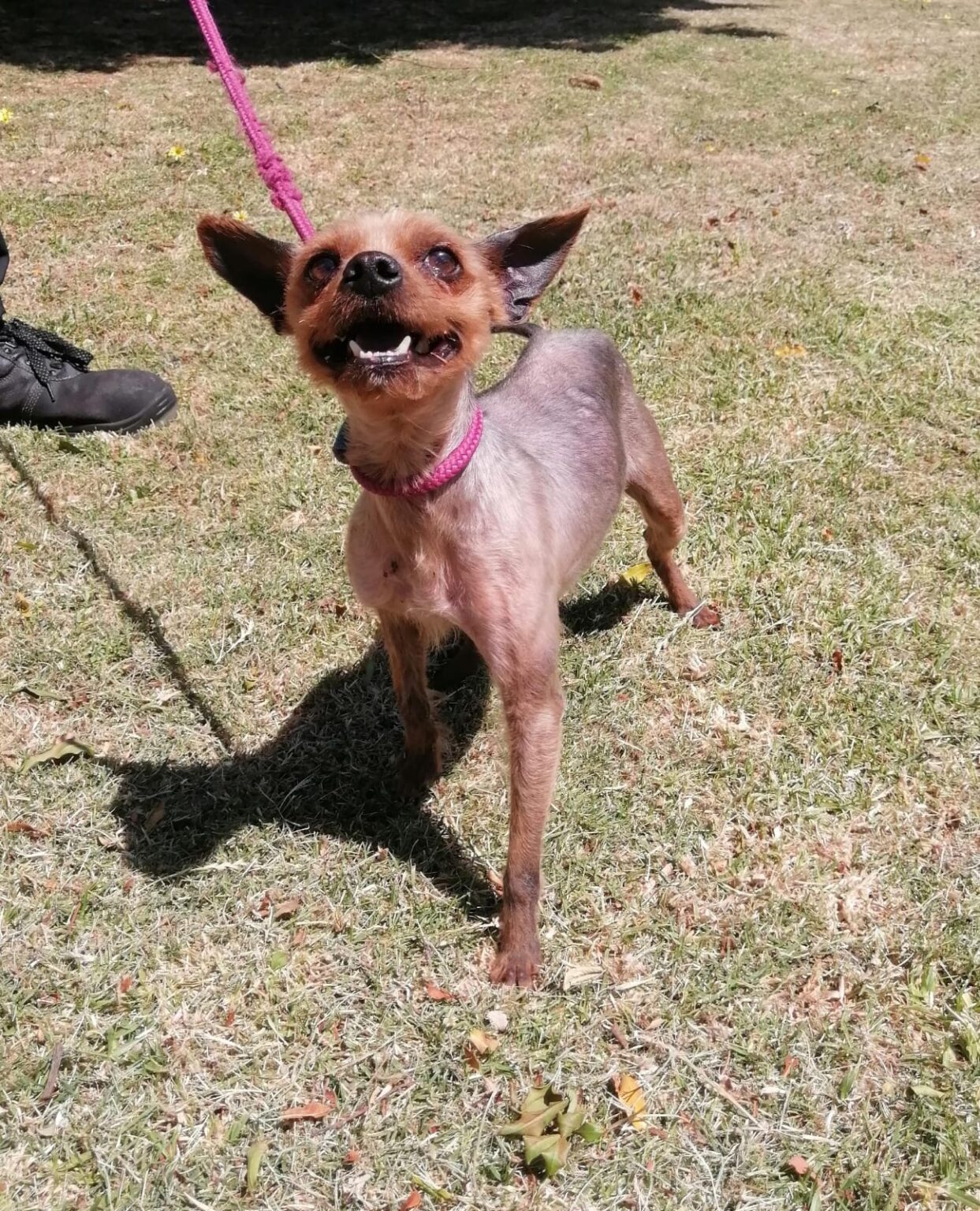 Mucho Loco • Cape of Good Hope SPCA