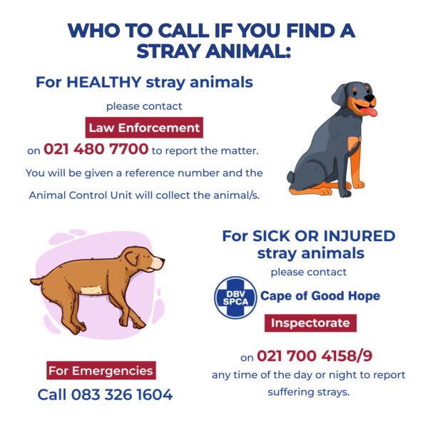 Who To Call If You Find a Stray and Steps To Take If Your Pet Goes ...
