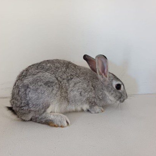 Adoptions • Cape of Good Hope SPCA