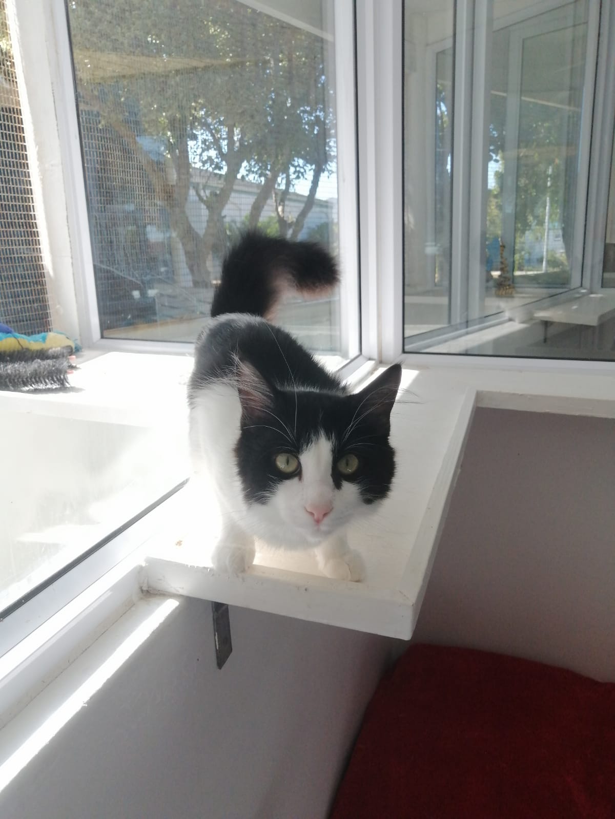 Casper • Cape of Good Hope SPCA