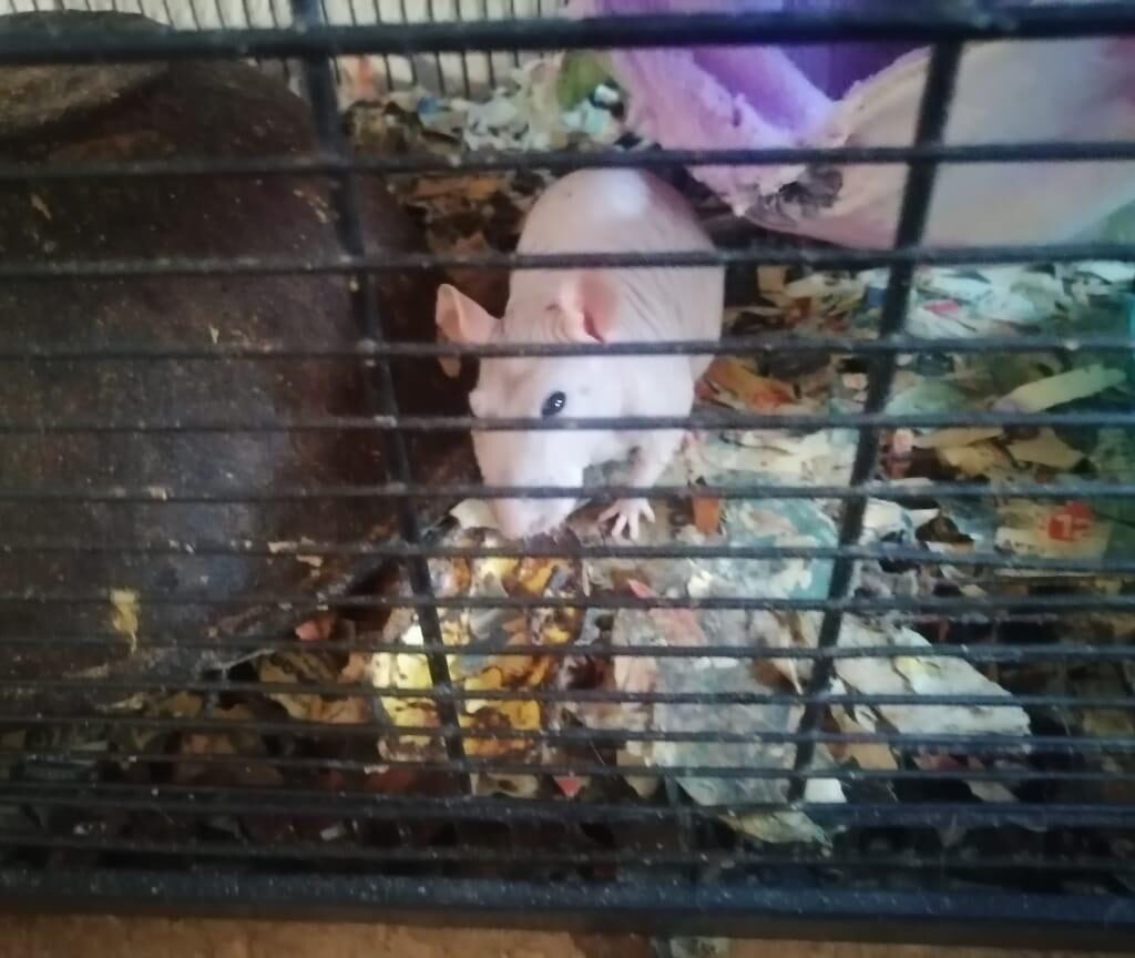 SPCA Rescues 25 Animals Living in Filthy Conditions • Cape of Good Hope ...