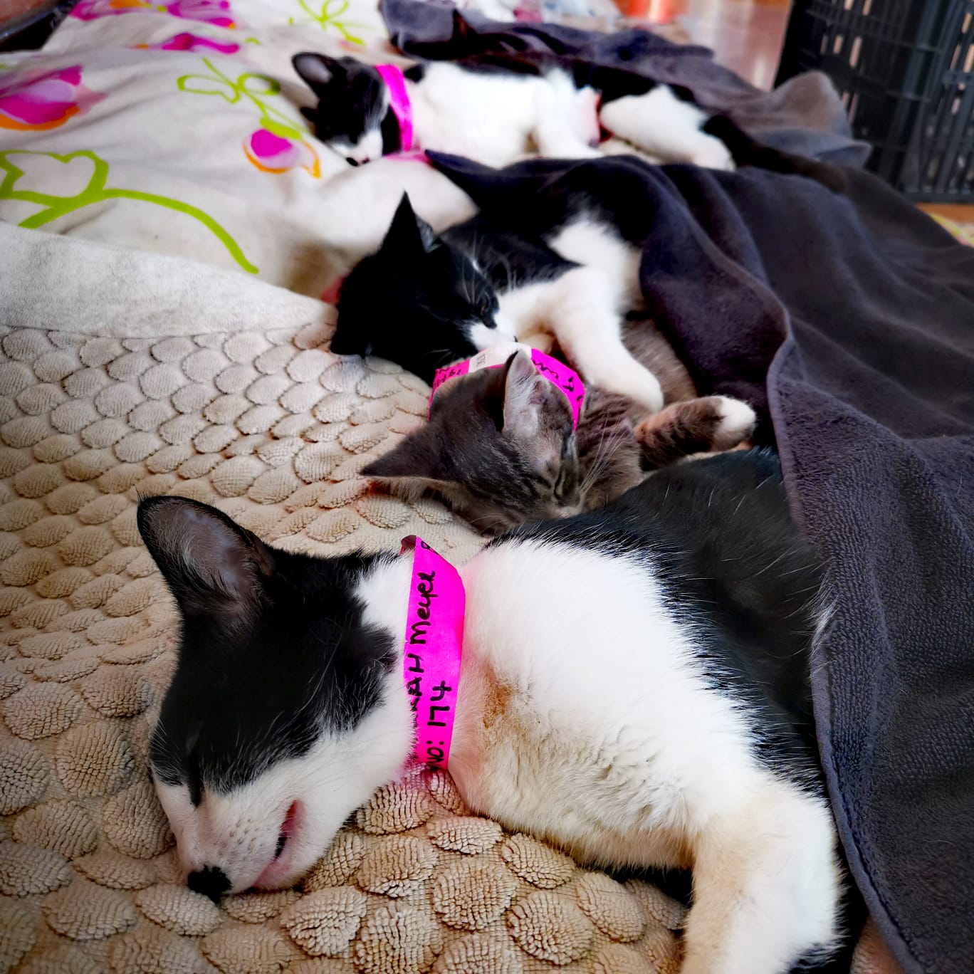 Kitten Boom Averted • Cape of Good Hope SPCA
