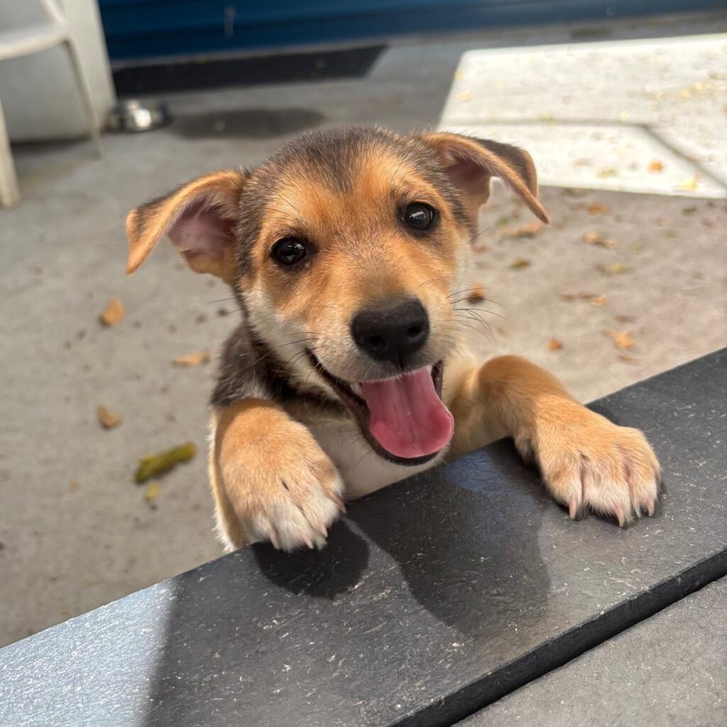 Pixel • Cape of Good Hope SPCA