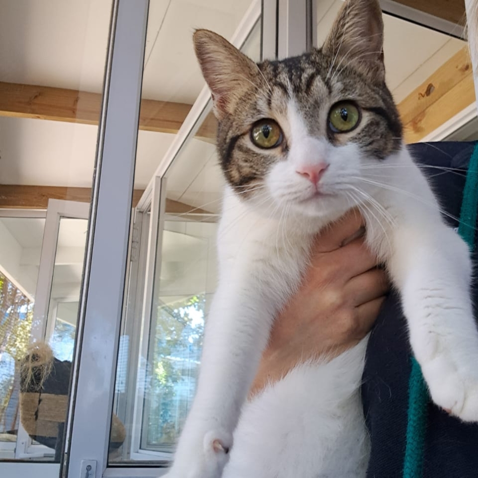 Tommie • Cape of Good Hope SPCA